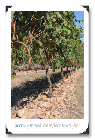 Rocks, (PhD) Papers, Capybara (Bouza Winery Recent Releases, Uruguay ...