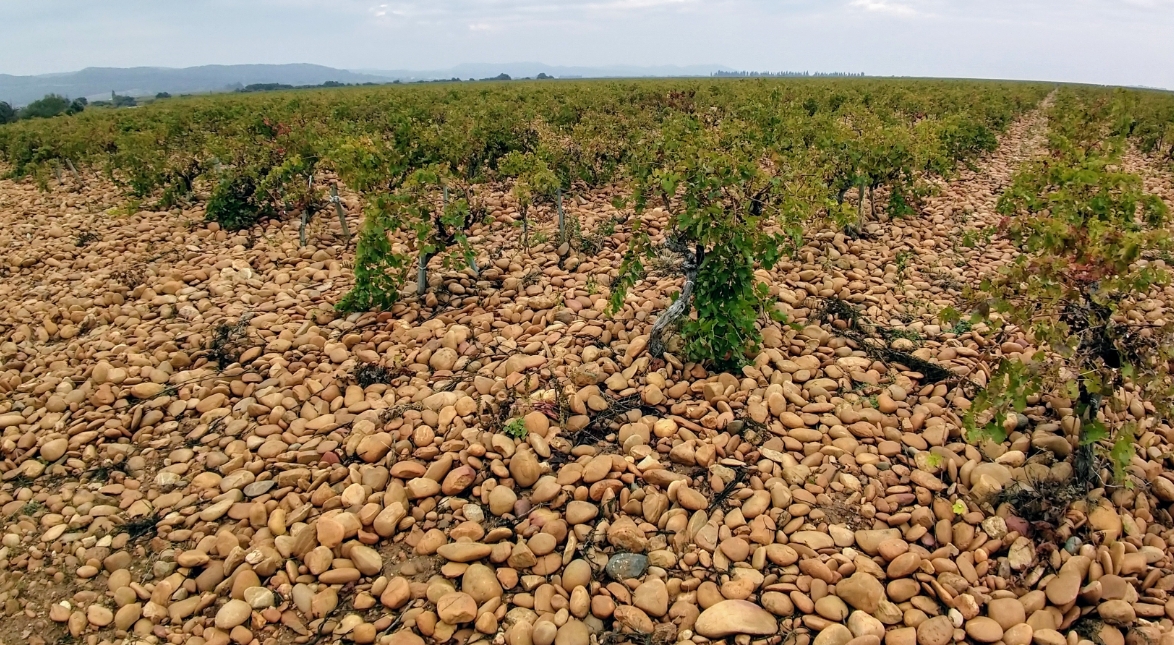 It's Spring, So Drink Some F*cking Tavel | 1 Wine Dude