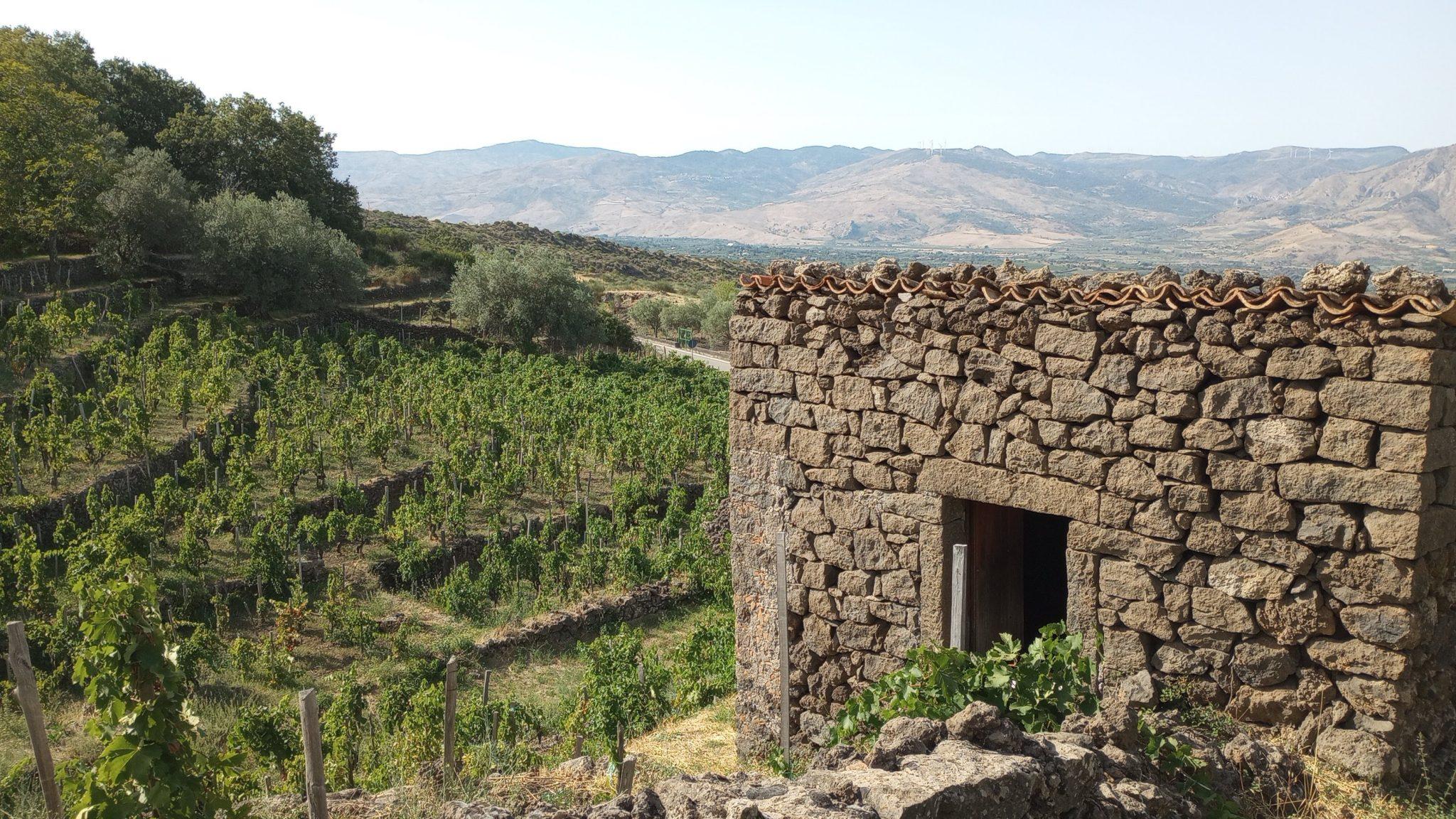 A Step Ahead (A Look Inside Sicily's Passopisciaro) | 1 Wine Dude