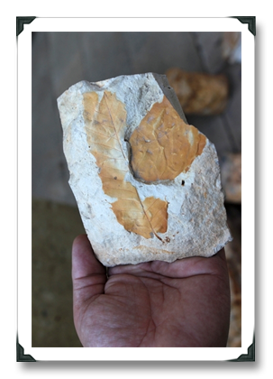 A Hungarian With Serious Stones (István Szepsy Recent Releases) | 1 ...